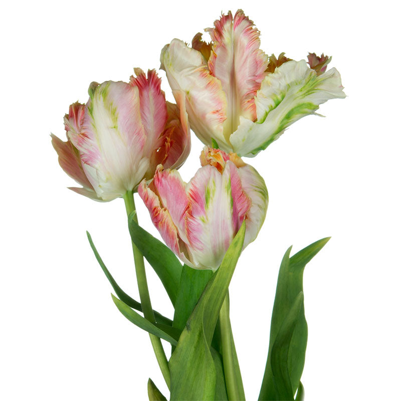 Vanco Farms PEI Novelty Parrot Tulips – The Root Cellar PEI