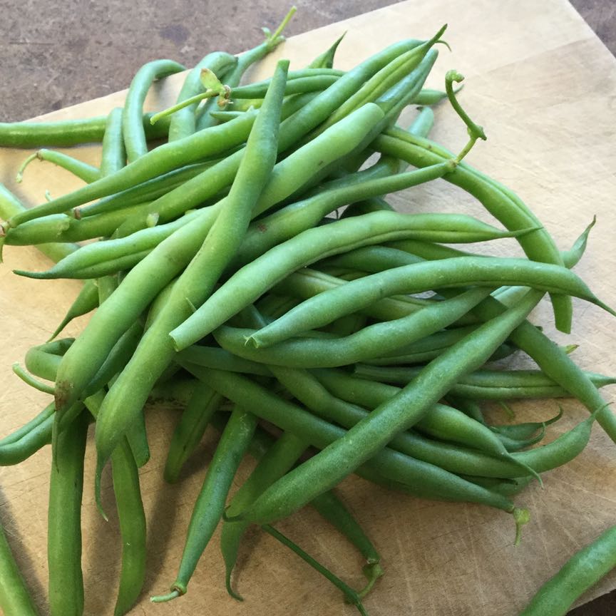 Tourne Sol Green Pole Bean Seychelles Organic Seeds – The Root Cellar PEI